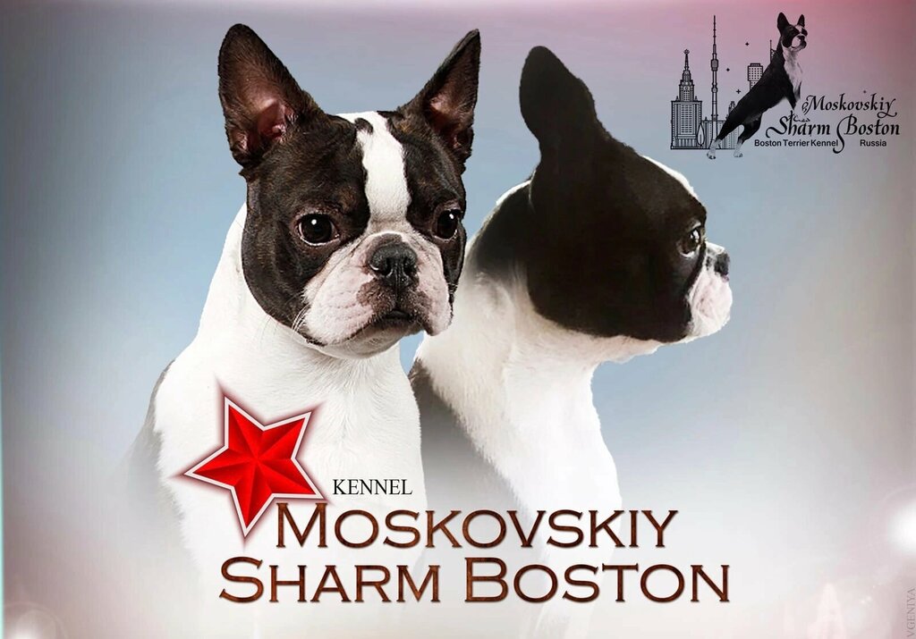 Evcil hayvan yetiştiricileri Moscow Sharm Boston, Moskova, foto
