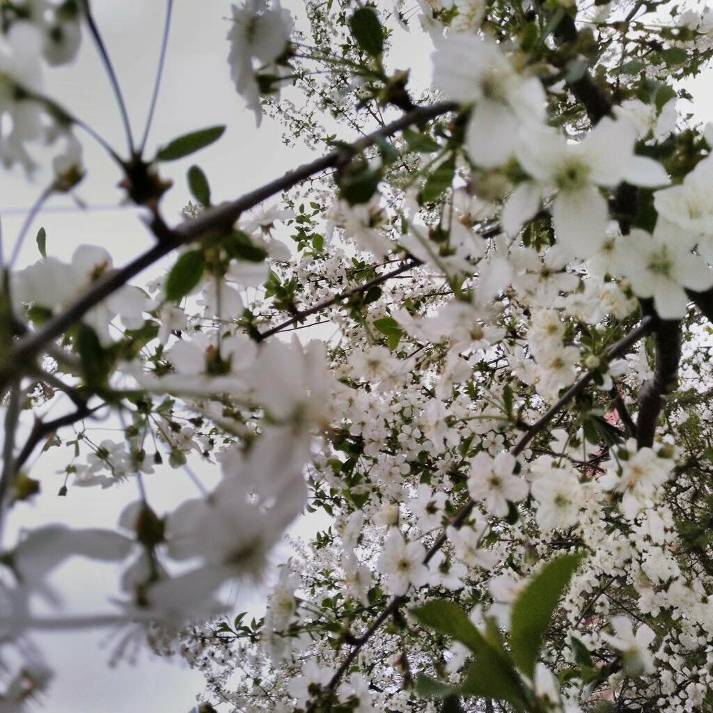 Restoran Dörtyol Ekmek, Erenler, foto