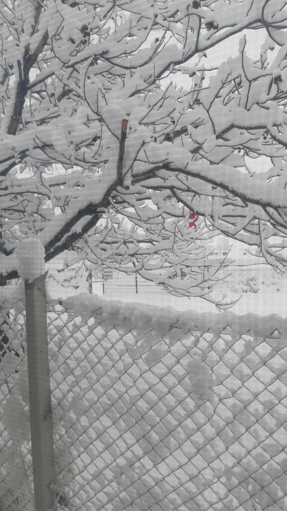 Muhtarlıklar Tarhankozlusu Köy Muhtarlığı, Çorum, foto