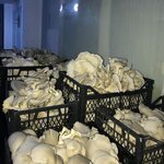 Ege-Den Mantar (İstanbul, Çekmeköy, Merkez Mah., Köroğlu Cad., 94), mantar yetiştirme ve satış  İstanbul'dan