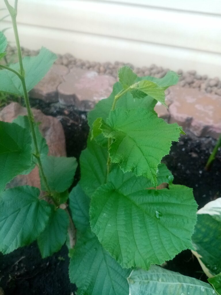 i̇ş merkezi ИП Крылович, Minskaya oblastı, foto
