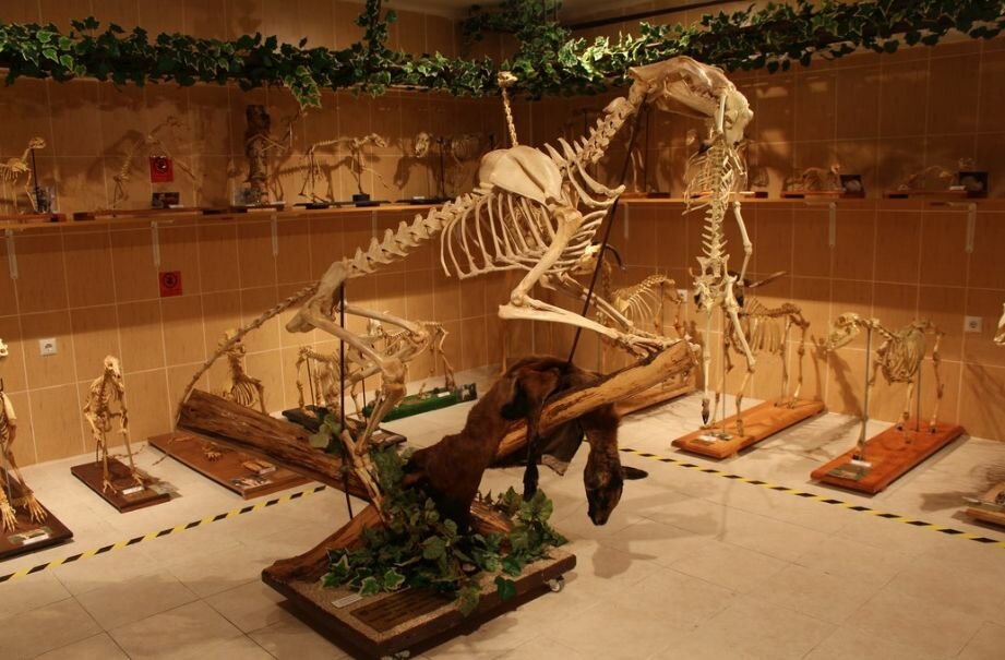 Müzeler ve sanat galerileri Ankara Üniversitesi Veteriner Fakültesi Anatomi Müzesi, Ankara, foto