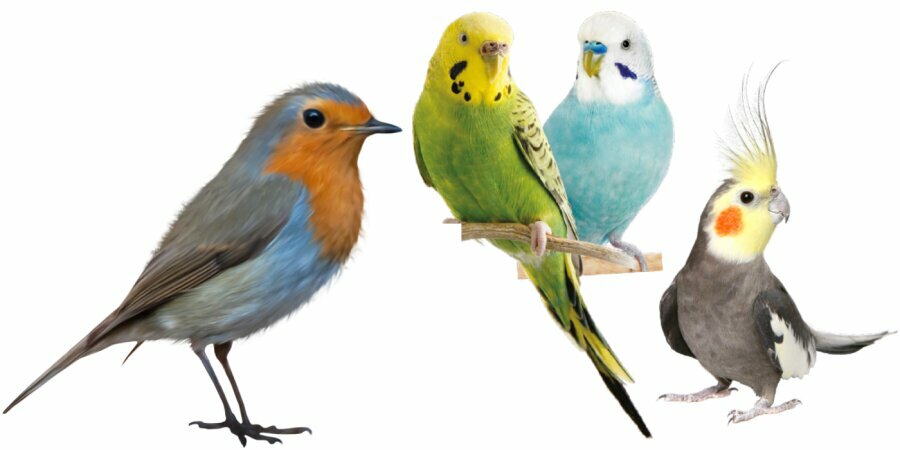 Petshop Safari Pet, Giresun, foto