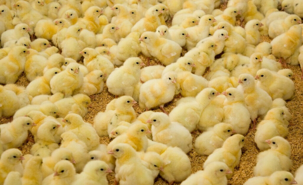Yem ve yem katkı maddeleri Agrokrai, Stavropolski krayı, foto