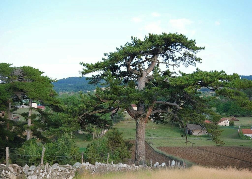 Muhtarlıklar Serdar Köy Muhtarlığı, Araç, foto