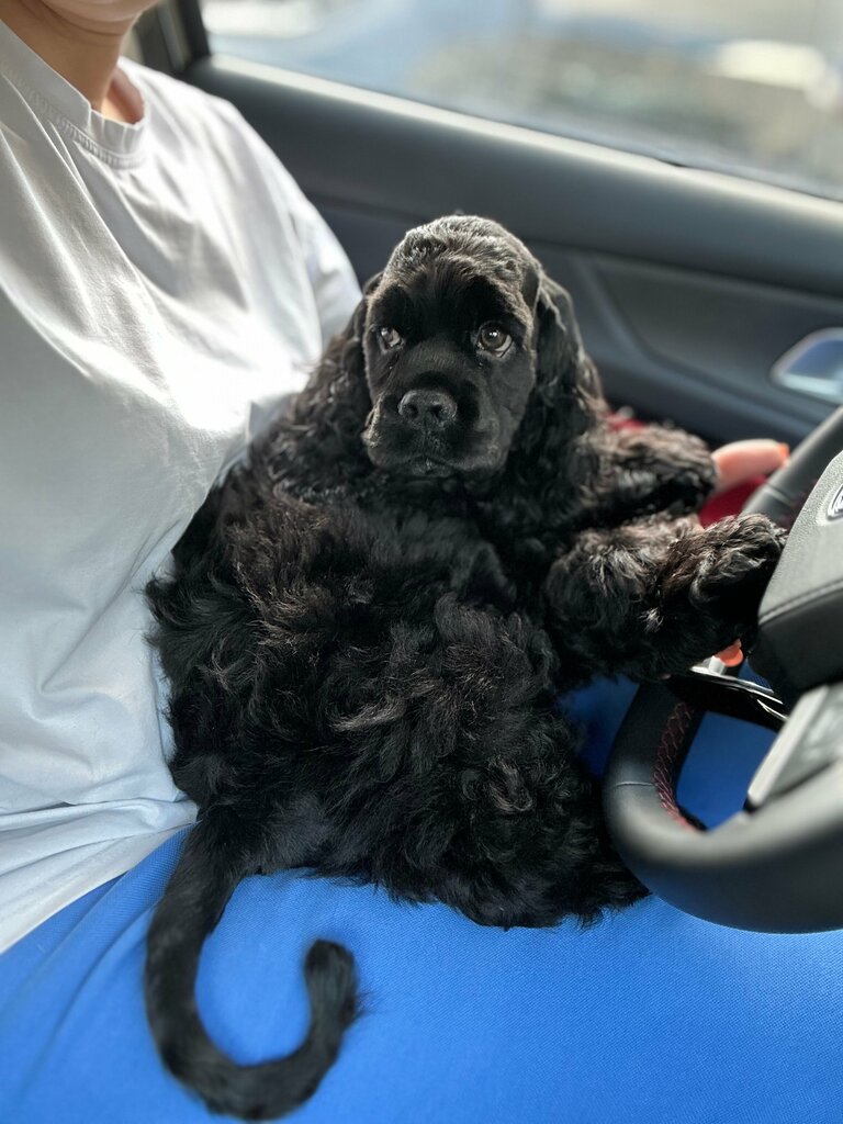 Kuaför meslek eğitimi Груминг-студия, Tiumen, foto