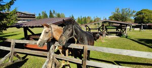 Rancho Agrousadba (No:вл60, деревня Афанасово), restoran  Moskova ve Moskovskaya oblastından