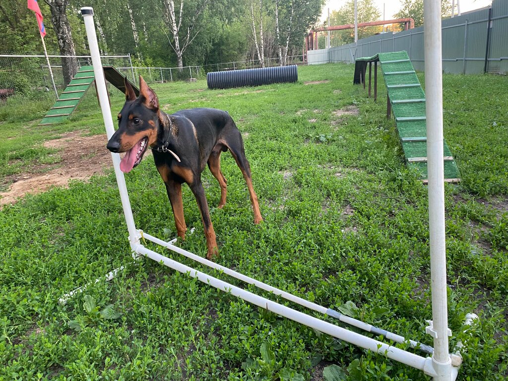 Köpek gezdirme alanları Dog park, Kostroma, foto