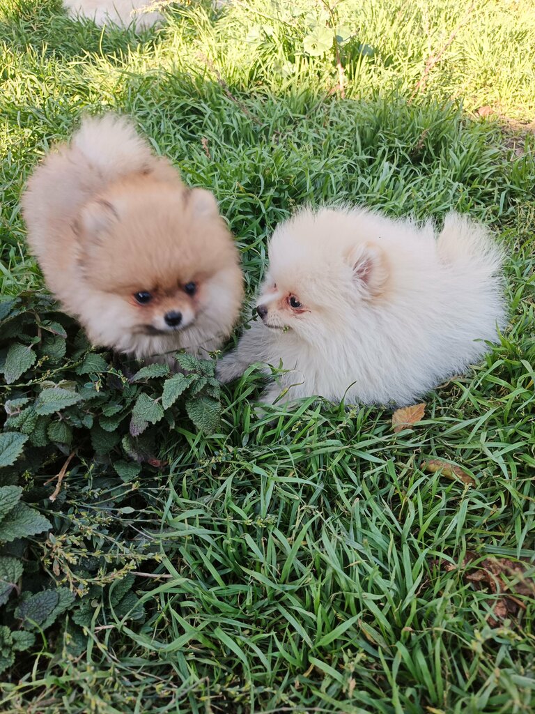 Evcil hayvan yetiştiricileri Il Dan, Almatı, foto