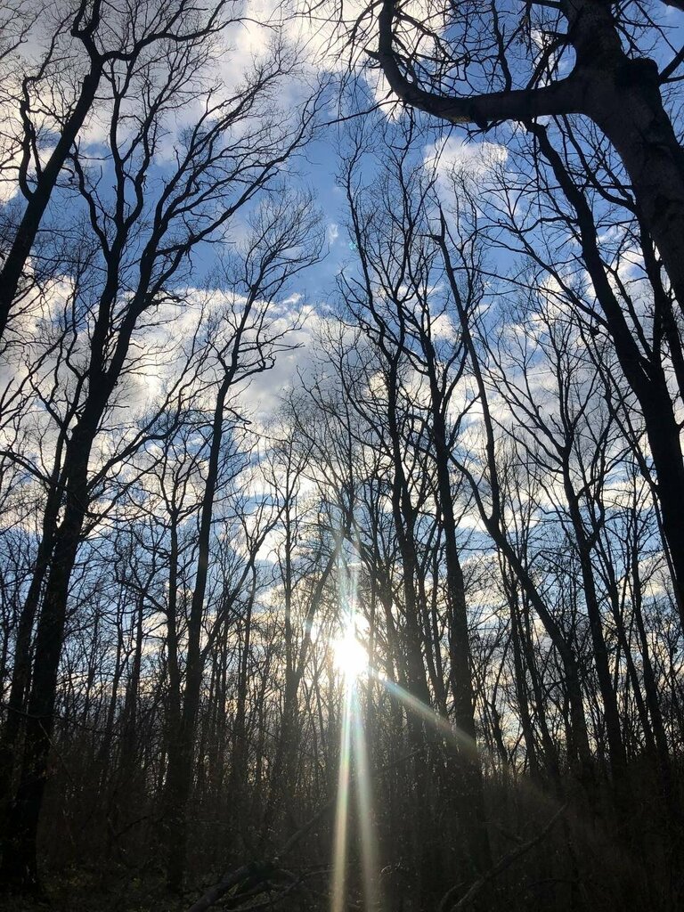 Orman урочище Ивановское, Belgorodskaya oblastı, foto