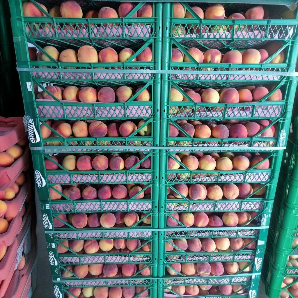 Gıda üreticileri Hallaç Narenciye, Mersin, foto