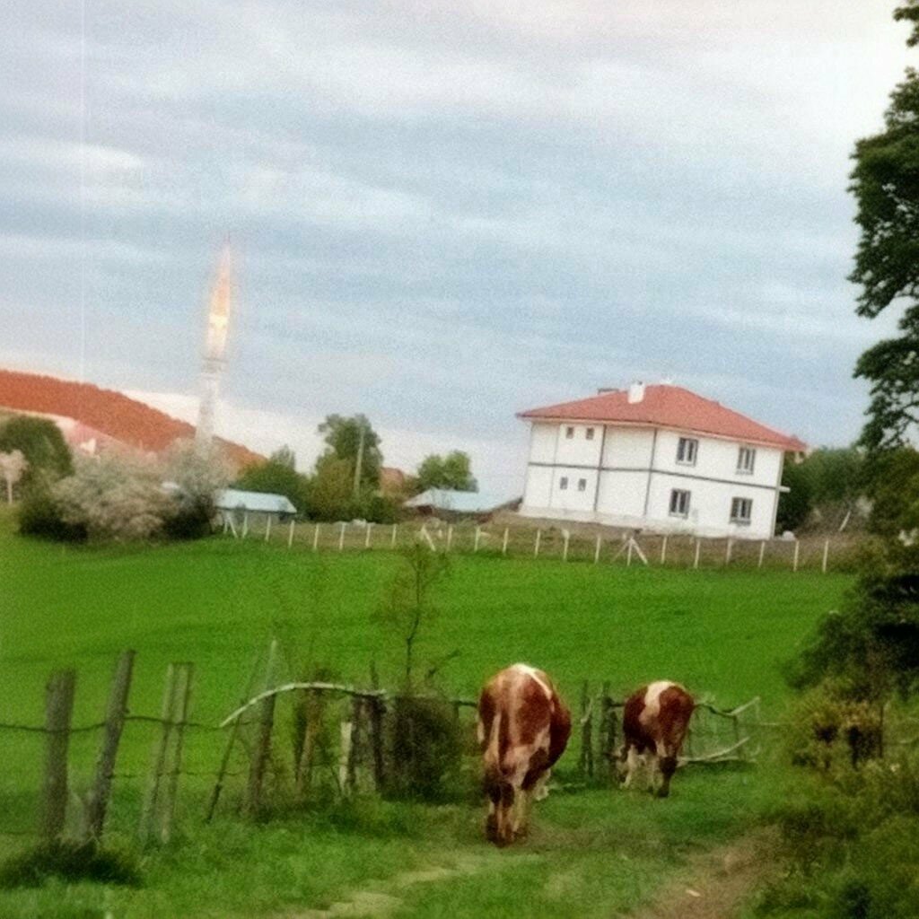 Muhtarlıklar Çengeller Köy Muhtarlığı, Eflani, foto