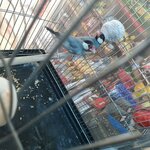 Şanlıurfa Muhabbet Kuşu Üretim (Şanlıurfa, Haliliye, Cengiz Topel Mah., 91. Sok., 33), petshop  Şanlıurfa'dan