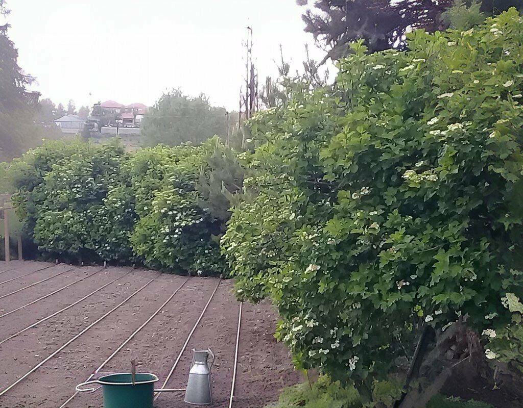 Muhtarlıklar Gümüştepe Köy Muhtarlığı, Şarkışla, foto