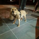 Ay Vet Veteriner Veteriner Muayenehanesi (Balıkesir, Edremit, Camivasat Mah., 9 Eylül Cad., 13), veteriner klinikleri  Edremit'ten