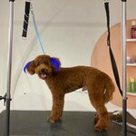 Paws Pet Salon (Muğla, Marmaris, Kemeraltı Mah., 124. Sok., 6), evcil hayvan kuaförleri  Marmaris'ten