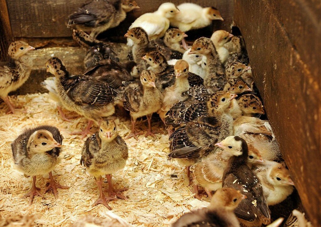 Kanatlı hayvan ürünleri ve yumurta Pimtav Hindicilik, Diyarbakır, foto