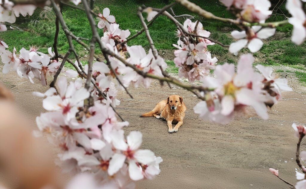 Hayvan barınakları, kulüpleri ve otelleri Köpek Barınağı Sokakta Kalanlar Bakımevi, Ankara, foto