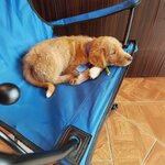 Pati Veteriner Kliniği (Aydın, Söke, Konak Mah., Aydın Cad., 121), veteriner klinikleri  Söke'den