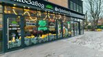Schönbusch (ulitsa Gertsena No:31), bira dükkanı  Kaliningrad'dan