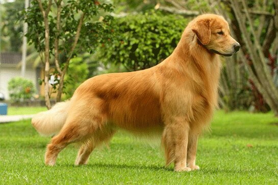 Petshop Doğan Pet Shop, Kırıkhan, foto