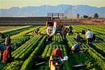 Balıkesir Altıeylül Kırmızı Et Üreticileri Birliği (Balıkesir, Karesi, Akıncılar Mah., Şehit Pamir Cad., 1), dernekler, birlikler  Balıkesir'den