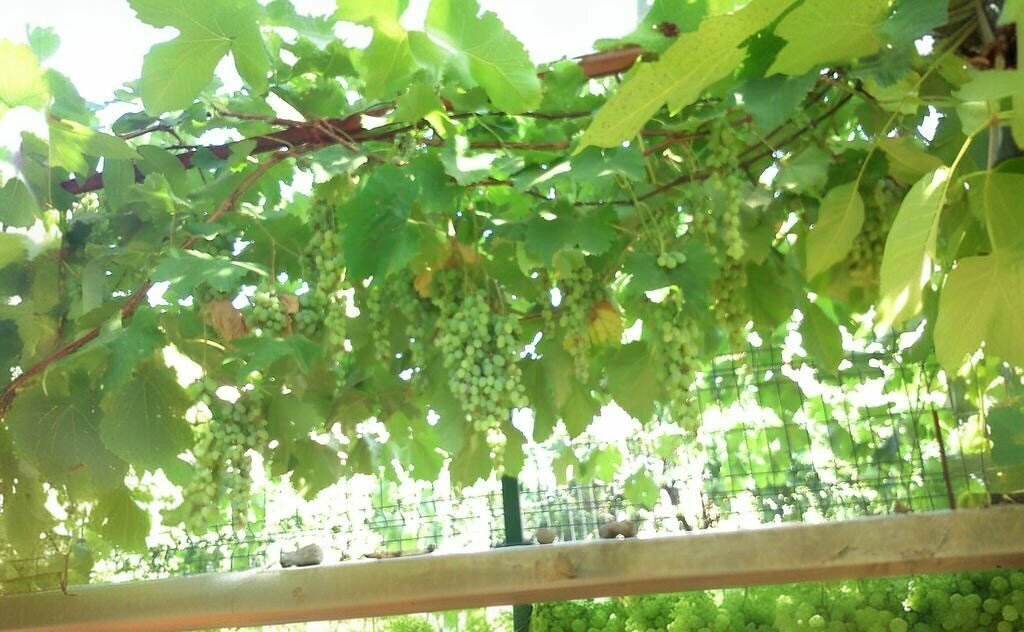 Cami Şalgamcıoğlu Cami, Kayseri, foto