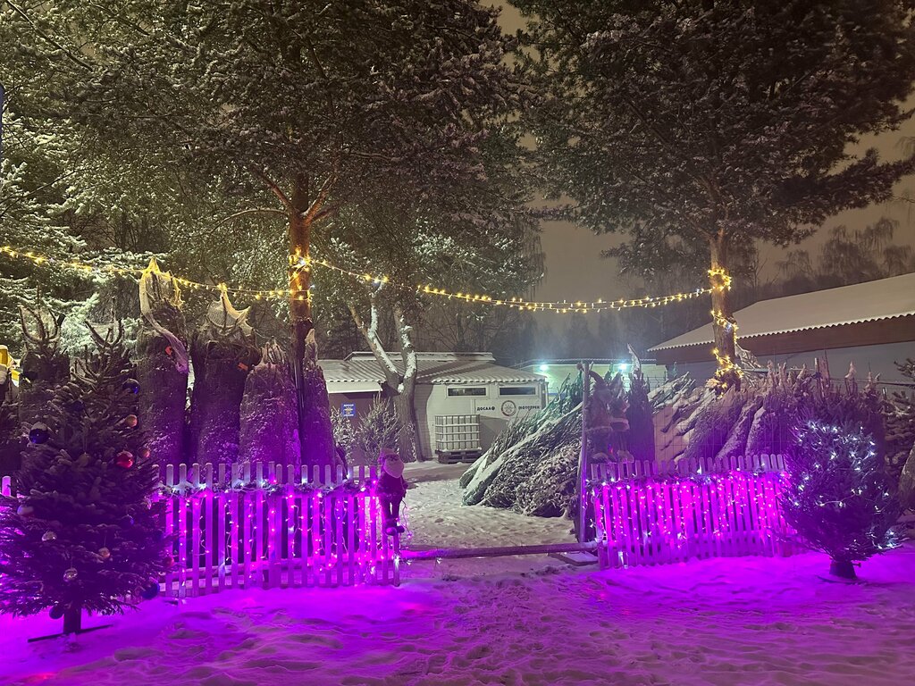 Çam ağacı pazarı Пермский питомник, Saint‑Petersburg, foto