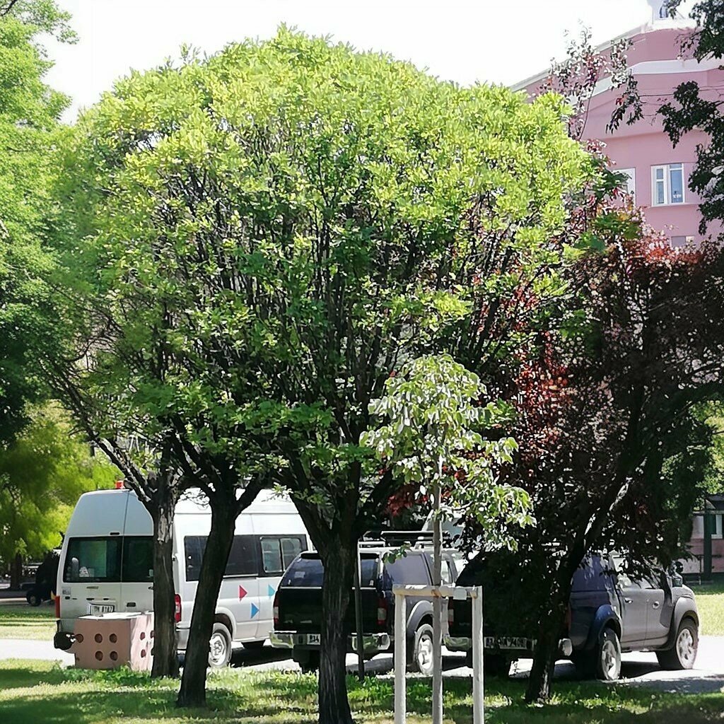 Pazarlar ve çarşılar Dışkapı Pazarı, Ankara, foto