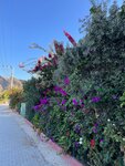 Çıralı Blue Dreams (Antalya, Kemer, Ulupınar Mah., Çıralı Sok.), geziler  Kemer'den
