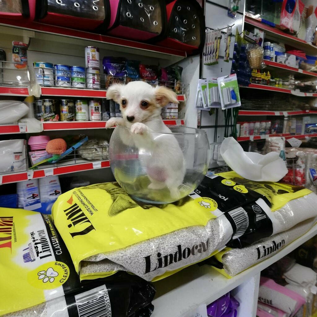 Petshop Eda Petshop, Amasya, foto