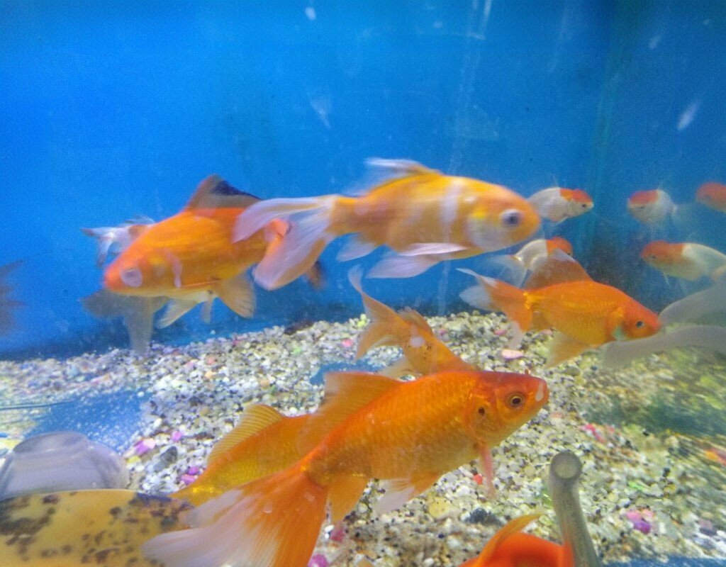 Petshop Samsun Pet Club, Samsun, foto