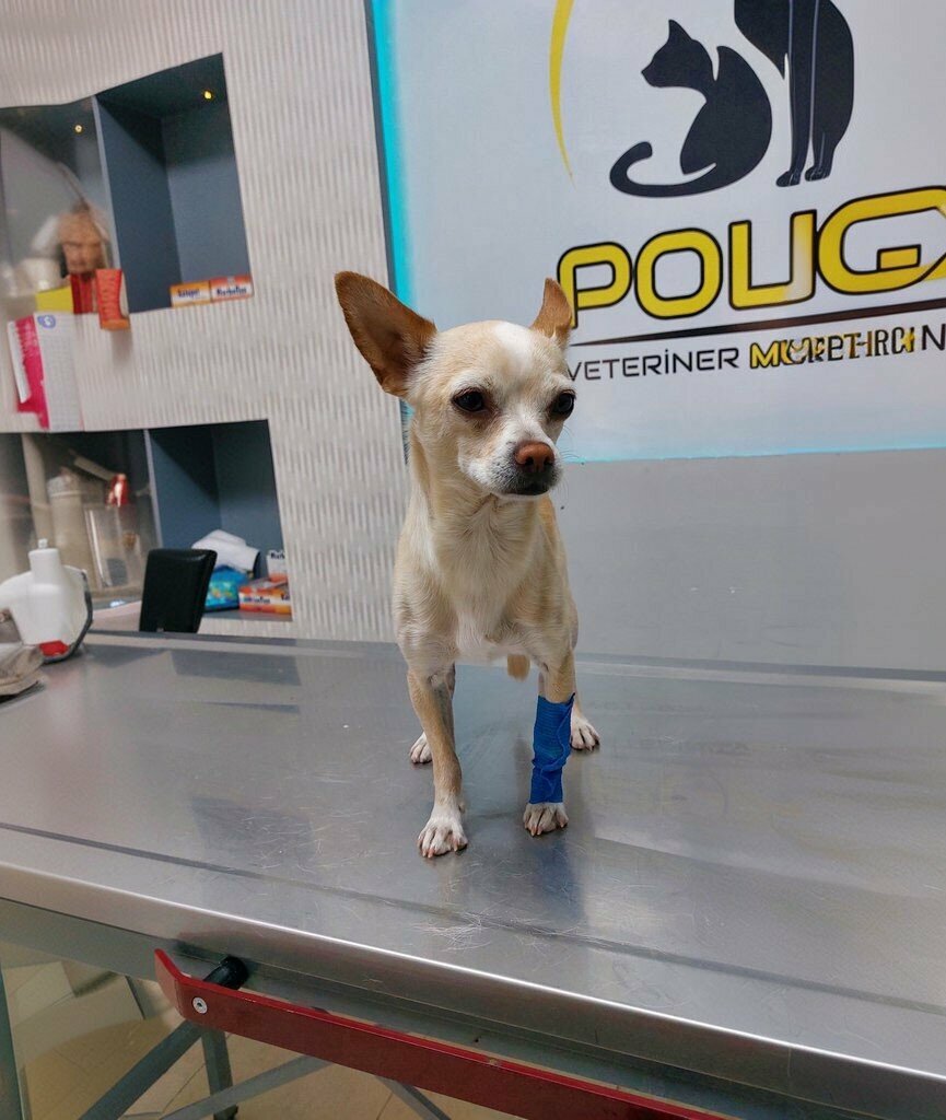 Veteriner klinikleri Polvet Veteriner- Pet Kliniği, Nizip, foto