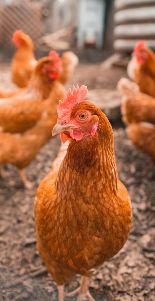 Kanatlı hayvan ürünleri ve yumurta Akgüller Un&Yem Poyrazdamları Fabrika Satış Noktası, Salihli, foto