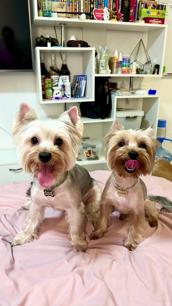 Evcil hayvan kuaförleri Woof Dracula, Kazan, foto