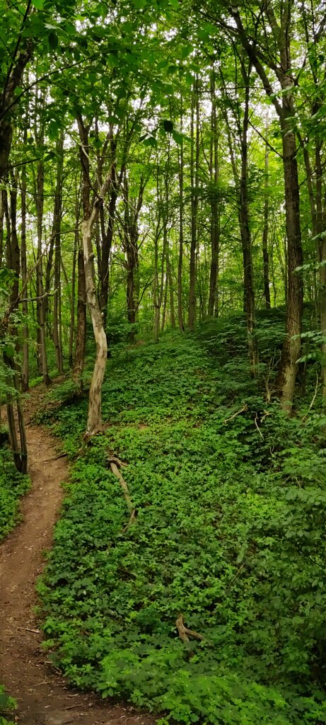 Doğa koruma alanı botanical reserve of local significance Cortava Barada, Vitebskaya oblastı, foto