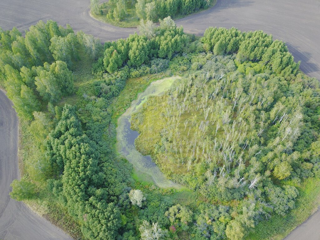 Doğa koruma alanı памятник природы регионального значения Озеро Клюквенное, Altayski krayı, foto