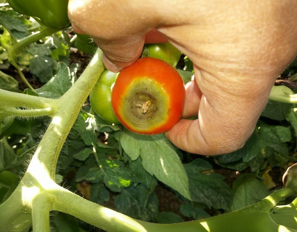 Market Yıldırım Market, Ankara, foto