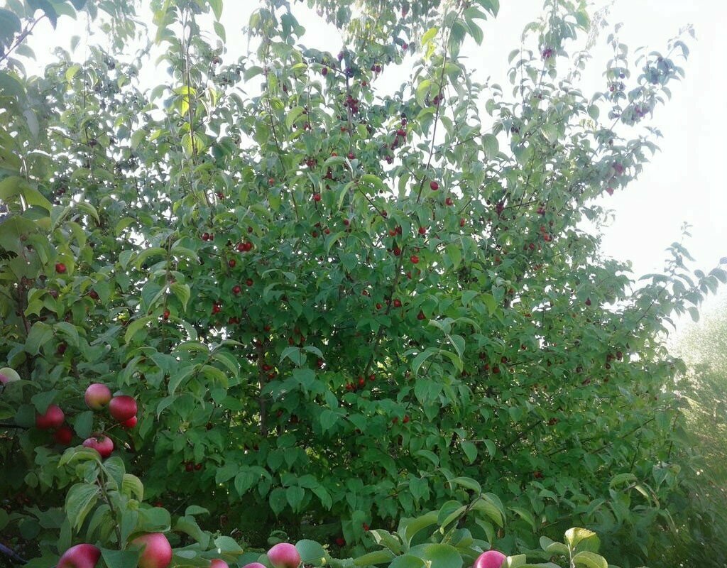 Kültür ve eğlence parkları Günbatımı Parkı, İzmit, foto