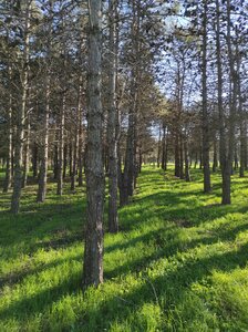 Dağüstü Parkı (Bakı, Sabunchu district, Bakıkhanov settlement, Mountain park), kültür ve eğlence parkları  Bakü'den