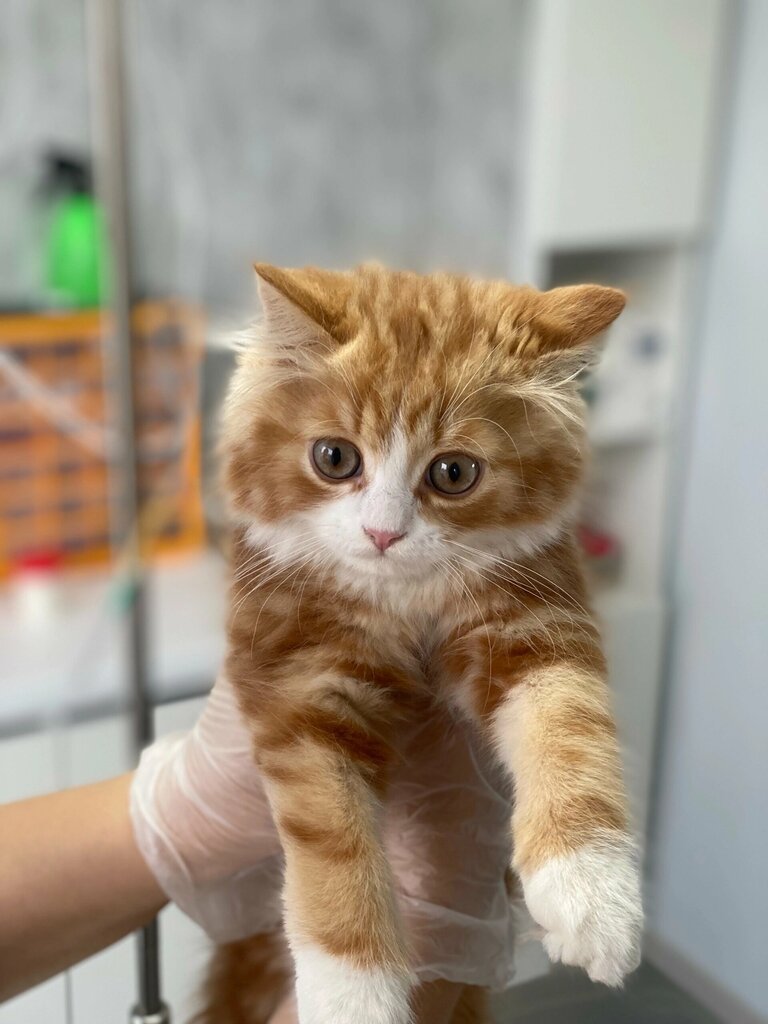 Veteriner klinikleri Сова, Çeliabinskaya oblastı, foto