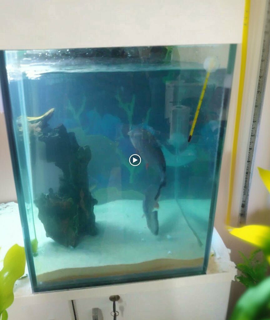 Petshop Samsun Pet Club, Samsun, foto