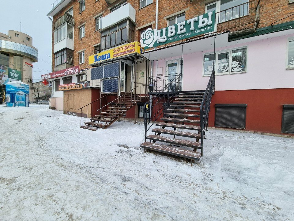 Tohum satan yerler Камелия, Smolensk, foto