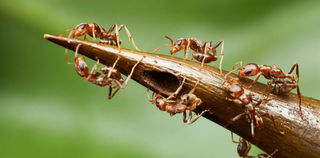 Haşere ilaçlama firmaları Al Hind Pest Control, company, Sharjah, foto