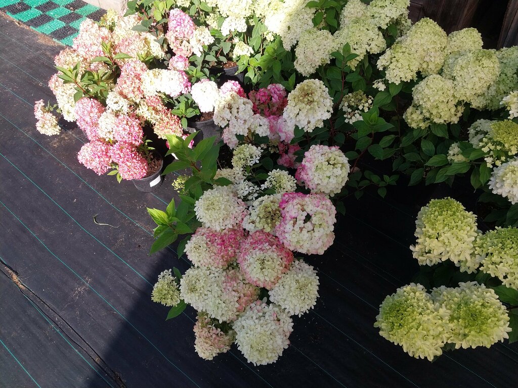 Seracılık Садовый тепличный центр, Moskova ve Moskovskaya oblastı, foto