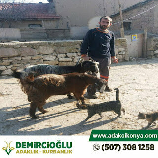 Hayvancılık Demircioğlu Adakçı - Konya Adaklık, Konya, foto