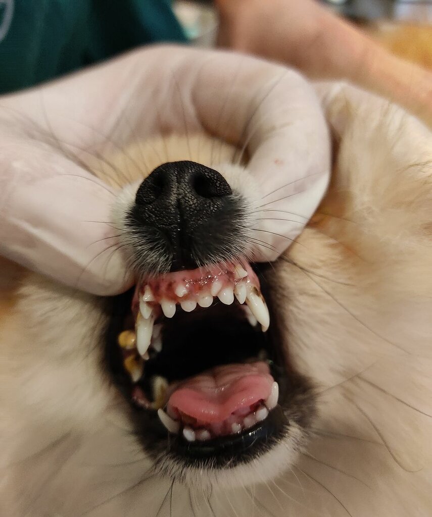 Veteriner klinikleri Ataşehir Vet Point Veteriner, İstanbul, foto