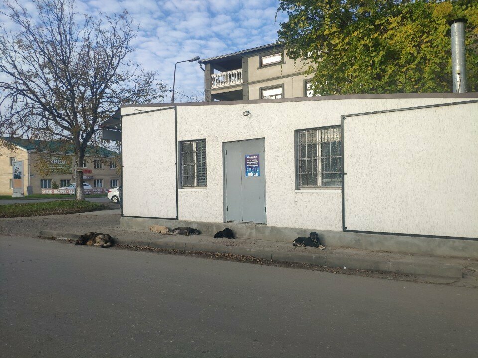 Yem ve yem katkı maddeleri Корма всех видов, Mineralniye Vodi, foto