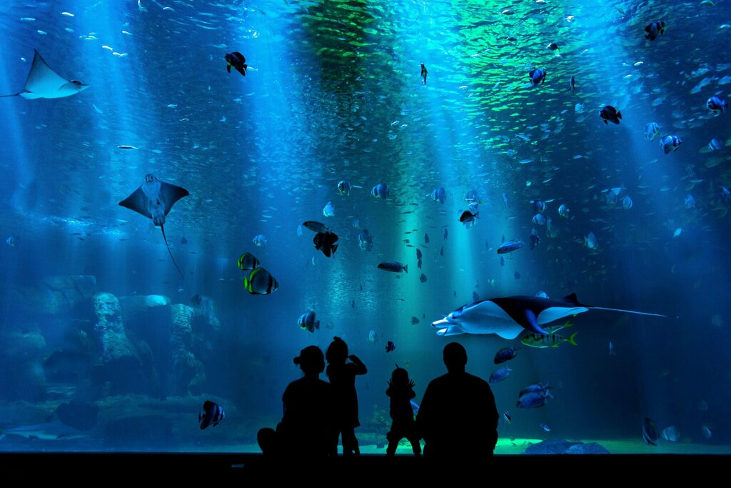 Seyahat acenteleri Must Wander Travel & Tourism, Dubai, foto