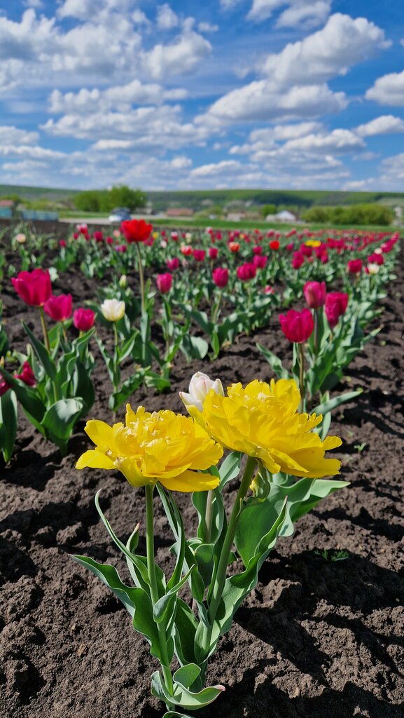 Tohum üretimi Tyulpany Chernozemya, Belgorodskaya oblastı, foto